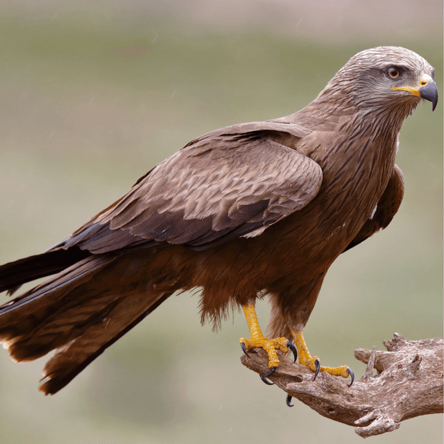 Milan noir - Mode de vie et alimentation