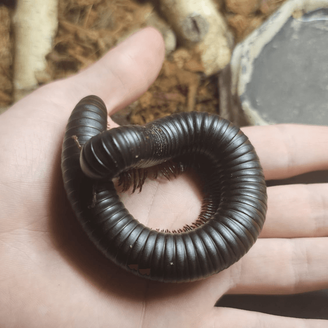 Iule géant - Mode de vie et alimentation