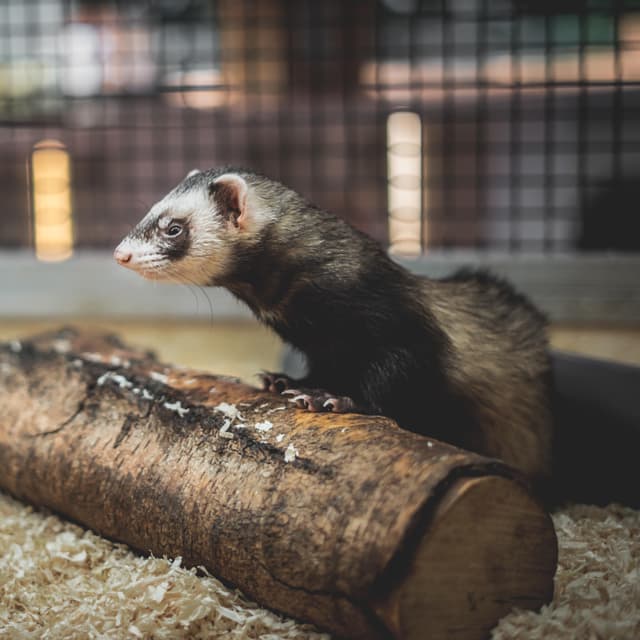 Furet - Mode de vie et alimentation