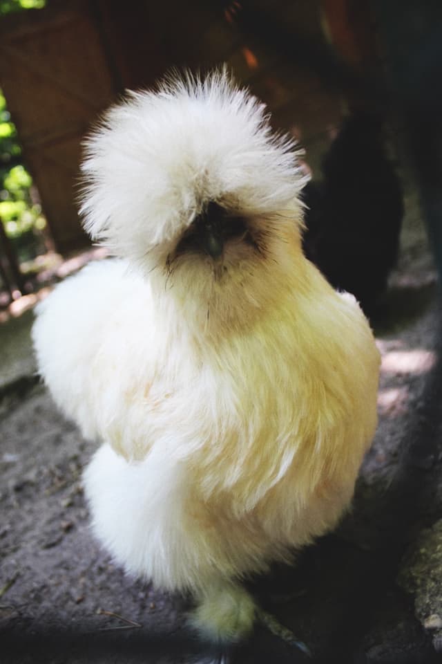 Poule de soie - Mode de vie et alimentation